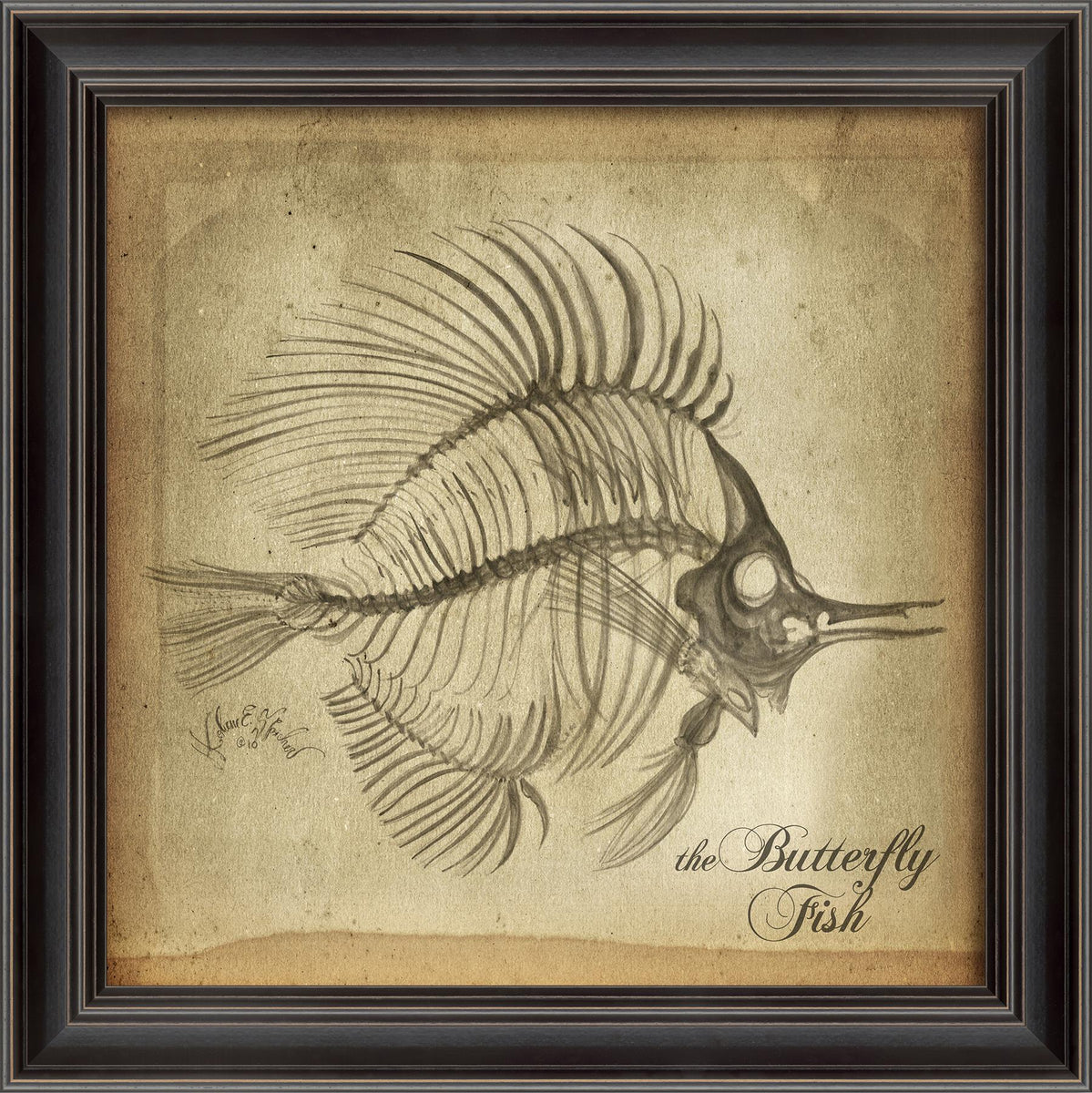 Spicher & Company LS Butterfly Fish Skeleton on White 80001 – Biggs Ltd
